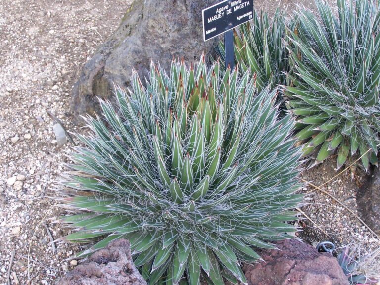 Agave filifera | Merkmale, Pflege & Vermehrung
