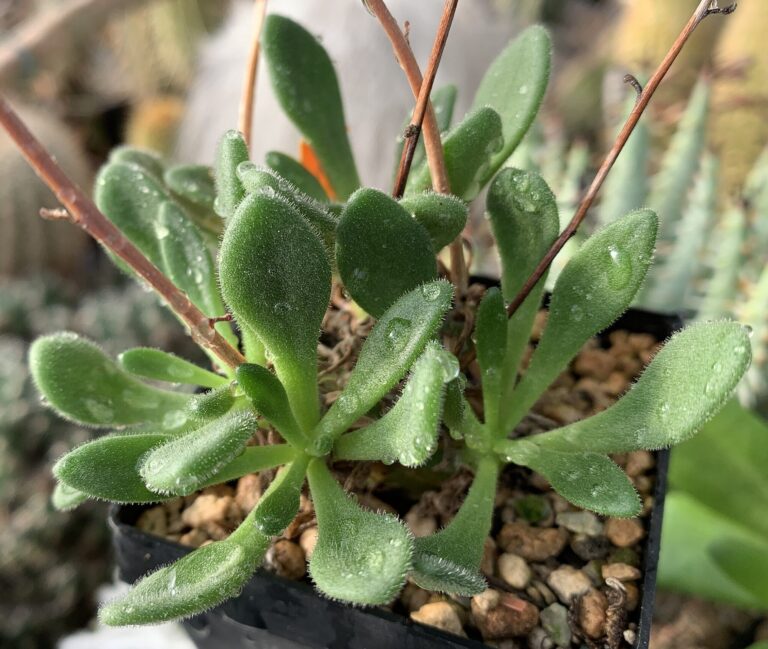 Tylecodon | Merkmale, Herkunft & Pflege